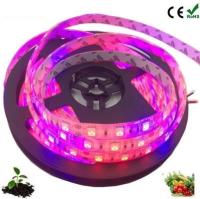 China Seed Starting Lamp Body Material PC Led Grow Light Strip with 5050 Dc 12v/24v for sale
