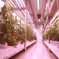 China Seed Starting Lamp Body Material PC Led Grow Light Strip with 5050 Dc 12v/24v for sale