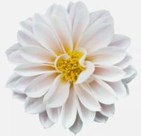 China Grinded Edge Premier Range White Cosmos Glass Splashback CCC/ISO9001/CE/SGCC/RoHS Approved for sale