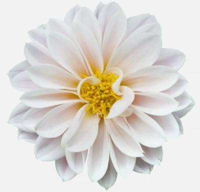 China Grinded Edge Premier Range White Cosmos Glass Splashback CCC/ISO9001/CE/SGCC/RoHS Approved for sale