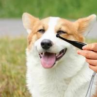 China Pets Eye Comb dogs Tear Stain Remover Brush Pet Eye Cleaning Brush Cleaning Accessories Removing Crust Mucus for Small Cat Dog for sale