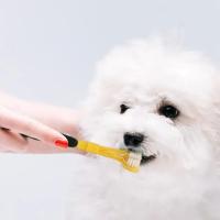 China 3-Sided Professional Pet Dental Care Toothbrush | Wholesale Pet Supplies for sale