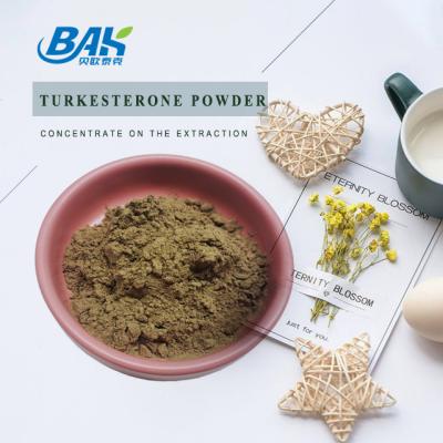 China Ajuga Turkestanica Extract Turkesterone Powder 20% Antifungal Bodybuilding Supplement for sale