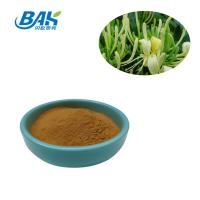 China Honeysuckle Extract Immune Enhancing Supplements 5% Chlorogenic Acid for sale