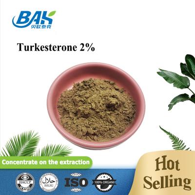 China Ajuga Turkestanica Extract Turkesterone 2% Powder Bodybuilding Supplement 1kg for sale