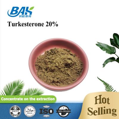 China Ajuga Turkestanica Extract Turkesterone Powder 20% for sale