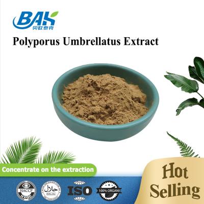 China HPLC Mushroom Extract Supplement Polyporus Umbellatus Extract for sale