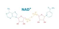 China Nicotinamide Adenine Dinucleotide NAD+ 99% Purity CAS 53-84-9 Anti-Aging White Powder for sale