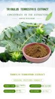 China Tribulus Terrestris Extract 90% Saponins 40% Protodioscin Weight Loss Supplement Powder for sale