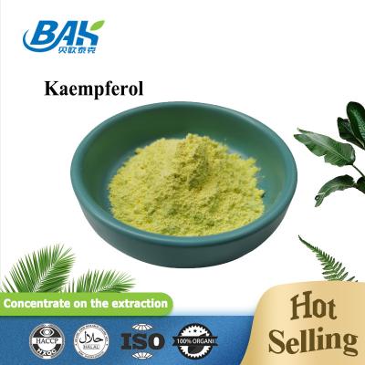 China Kaempferol Powder 98% CAS 520-18-3 Immune Enhancing Supplement for Pharmaceutical and Health Use for sale