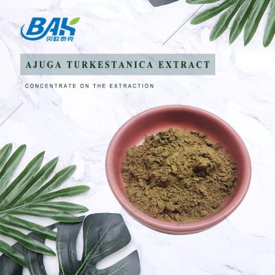 China Ajuga Turkesterone Powder Extract 10% for Bodybuilding Supplement Muscle Growth for sale