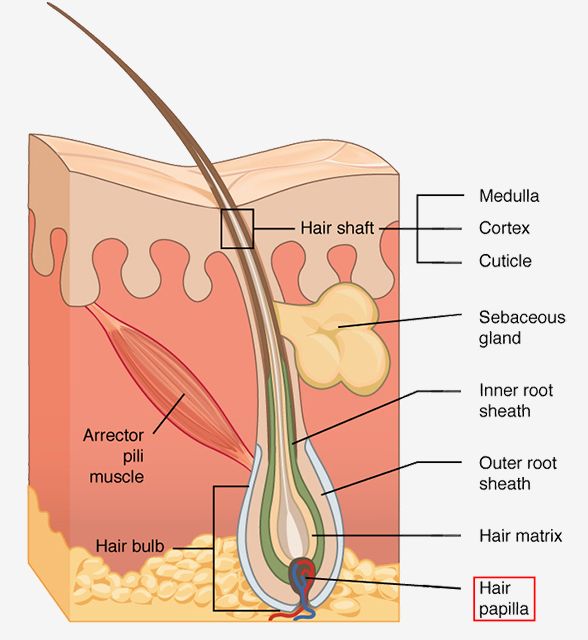 Diode Laser Hair Removal
