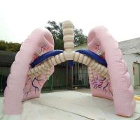 China Factory Customized Pvc Inflatable Lungs With Lung Tube Model For Show for sale
