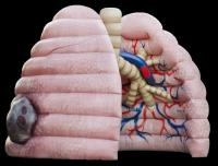 China Factory Customized Pvc Inflatable Lungs With Lung Tube Model For Show for sale