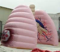 China Factory Customized Pvc Inflatable Lungs With Lung Tube Model For Show for sale