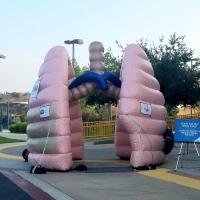 China Factory Customized Pvc Inflatable Lungs With Lung Tube Model For Show for sale