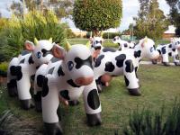China Custom PVC Inflatable Giant Dairy Cow 2m Long for Advertising Promotion for sale
