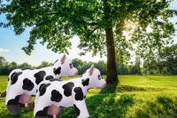 China Custom PVC Inflatable Giant Dairy Cow 2m Long for Advertising Promotion for sale
