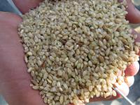 China 1070*870*1420 Rubber Roller Rice Huller Head for India Market and Local Service 4 for sale