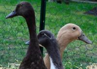 China 1.8m BWG 21 Chicken Mesh Fence 1/4