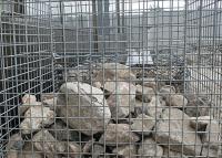 China 4 X 1 X 1 M Landscaping Wall Welded Gabion Mesh With 4mm Spiral Wire for sale