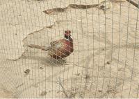 China 1/4 X 1/4 Welded Wire Mesh Panels Galvanized Dog / Chicken / Rabbit Enclosure for sale