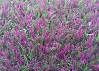 China 1m Wide 40mm Synthetic Grass Roll Green Curly Yarn Avender Flowers Color for sale