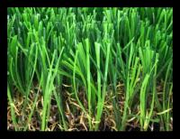 China Four colors 50mm  straight+curly, graden decorating,green belt green wall,fence decorating,12000dtex,c shape for sale