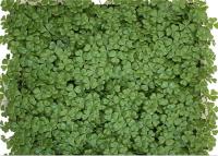 China Vertical Garden Artificial Green Panels Faux Plant Wall Panels Four Leaf Clover Hedge Board for sale