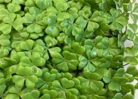 China Vertical Garden Artificial Green Panels Faux Plant Wall Panels Four Leaf Clover Hedge Board for sale