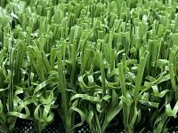 China Short Pile Football Fields Artificial Grass 2.5 M Wide 20 X 20 15000D  Dark Green for sale
