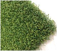 China 6 Metre Wide Golf Putting Artificial Grass Turf Lawn For Gate Ball Curly 15mm PE Curly for sale