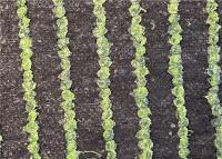 China Water Drainage Heat Treatment Polypropylene Artificial Grass 7000 Dtex for sale