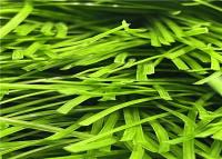 China 8800d 200 Stitches 50mm 3/4 Inch Gauge Sport Artificial Grass for sale