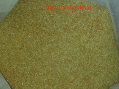 China Industrial Gelatin Powder No Smell for sale