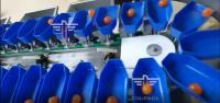 China Touch Screen Multi Grade Circular Weight Sorting Machine For Yolk Fish Fruits for sale