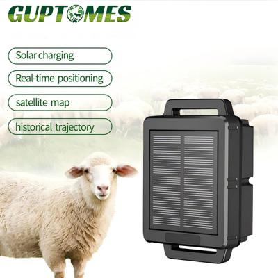China Solar GPS Tracker for Livestock - IP68 Waterproof, 10,000mAh Battery, ±1 Meter Accuracy for Sheep & Farm Assets for sale