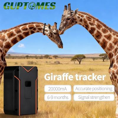 China Giraffe Wildlife GPS Tracker with 20000mAh Battery and ±5-15m Accuracy for Large Animal Monitoring for sale