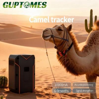 China 20000mAh GPS+BDS Livestock Tracker with 6-9 Month Standby for Camel and Cattle Monitoring for sale