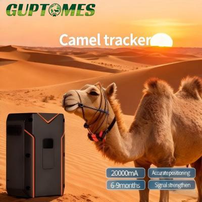 China Camel GPS Tracker with Voice Intercom - 20,000mAh Battery, 6-9 Month Standby, 5-15m Accuracy for Livestock Monitoring for sale