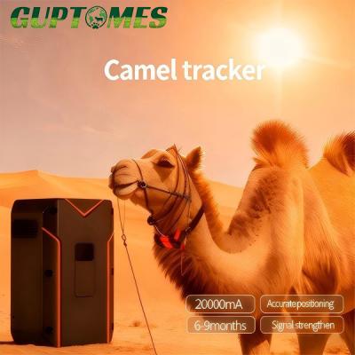 China Camel GPS Tracker S10 with 20000mAh Battery and 6-9 Month Standby for Livestock Monitoring for sale