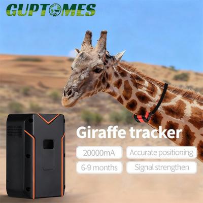 China 20000mAh Wildlife GPS Tracker with 6-9 Month Standby for Giraffe and Livestock Monitoring for sale