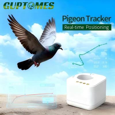 China V13 Elite 2.6g Pigeon Tracker Ring with 36-Hour Battery and Encrypted Local Storage for Racing Compliance for sale