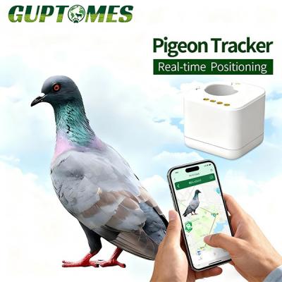 China GUPLINK V13 Racing Pigeon GPS Tracker - 2.6g Ultra-Lightweight with 38-Hour Battery Life and Intelligent Anomaly Detection for sale