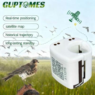 China Compact 20x20mm Pet Bird GPS Tracking Device with 5.4g Weight and 5-15m Accuracy for Parrots and Canaries for sale