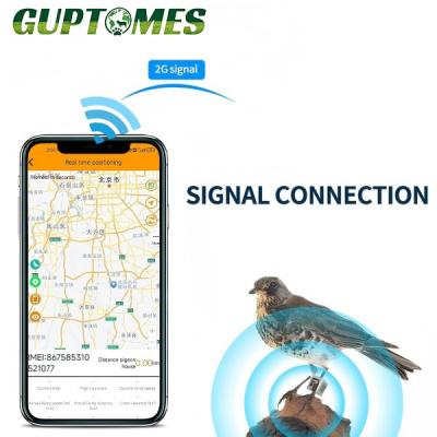 China V11 Ultra-Light 5.4g GPS+LBS Bird Tracker with 2G Network, IP67 Waterproof Rating and 80mAh Battery for sale