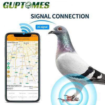 China GUPTOMES V11 Pigeon GPS Tracker - 5.4g Ultra-Lightweight, 5-15m Accuracy, 80mAh Battery for Racing Pigeons for sale