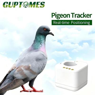 China Pigeon Tracker V13 GPS Device - 2.6g Ultra-Lightweight with 38-Hour Battery for Racing Pigeon Performance Analysis for sale