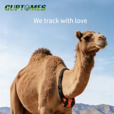 China GUPTOMES 30000mAh GPS Livestock Tracker Waterproof Heavy Duty Tracking for Camels for sale