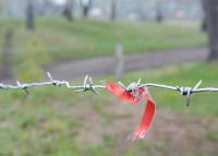 China Garden Anti-Theft Single Strand Hot Dipped Galvanized Steel Barbed Wire for sale